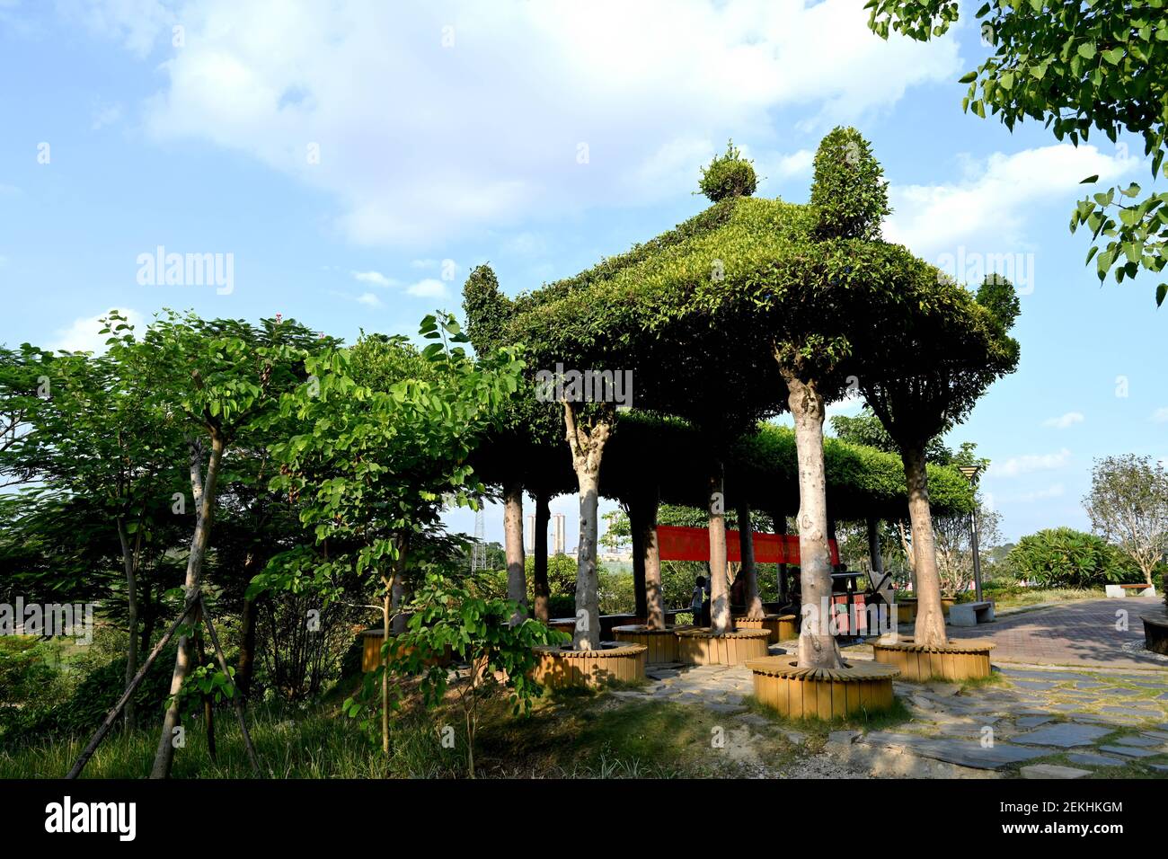 24 landscape trees in Nakao River Wetland Park are trimmed into two ...