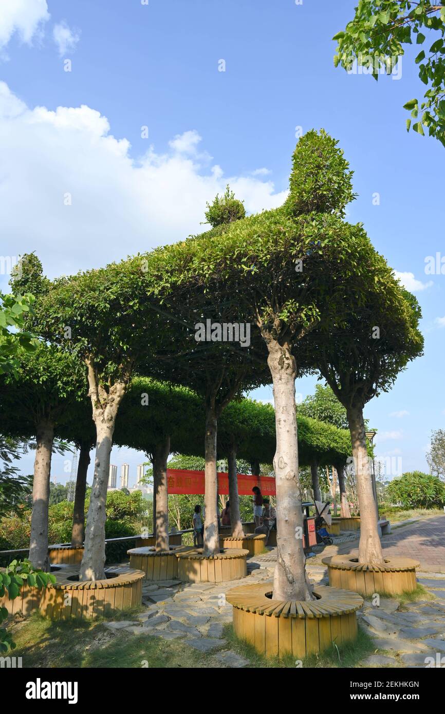 24 landscape trees in Nakao River Wetland Park are trimmed into two ...