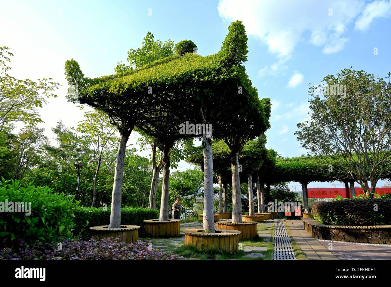 24 landscape trees in Nakao River Wetland Park are trimmed into two ...
