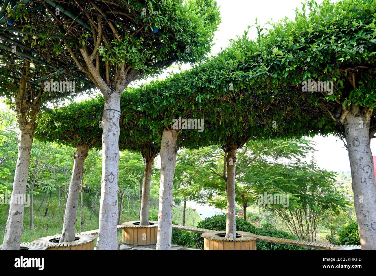 24 landscape trees in Nakao River Wetland Park are trimmed into two ...