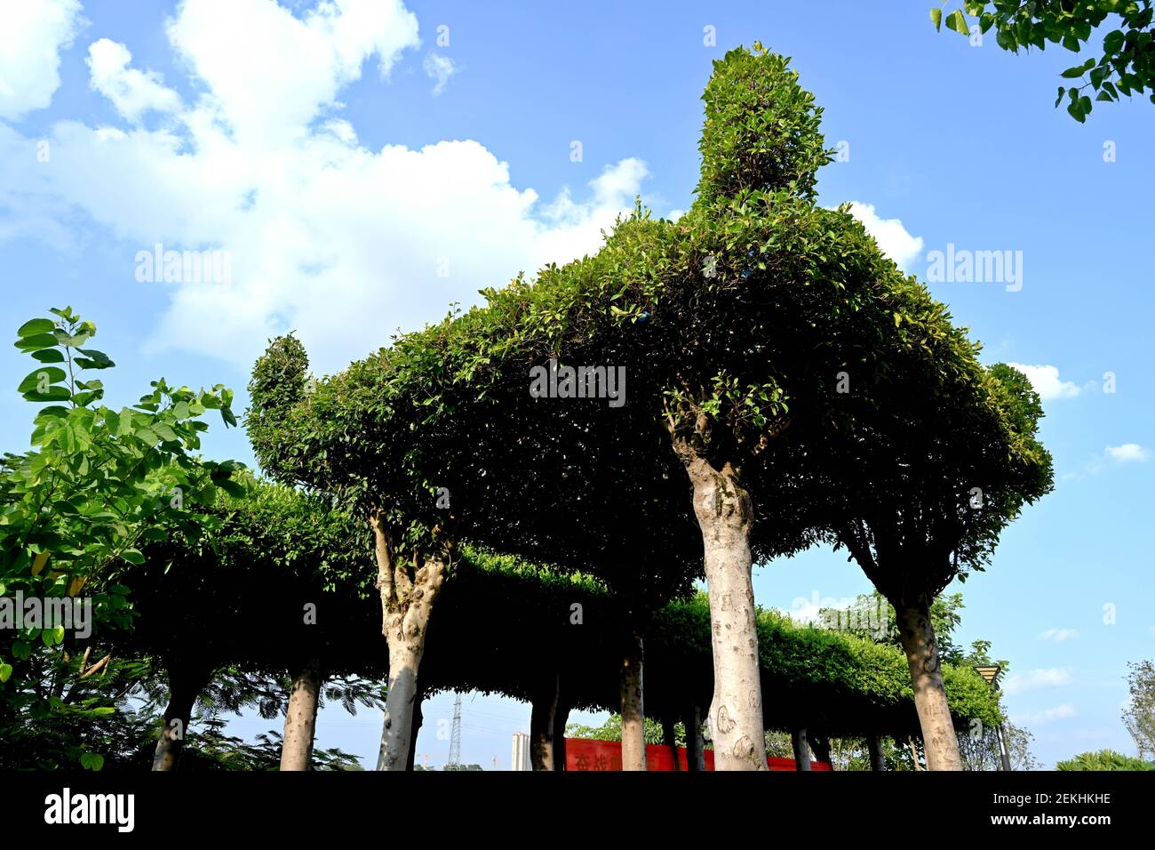 24 landscape trees in Nakao River Wetland Park are trimmed into two ...