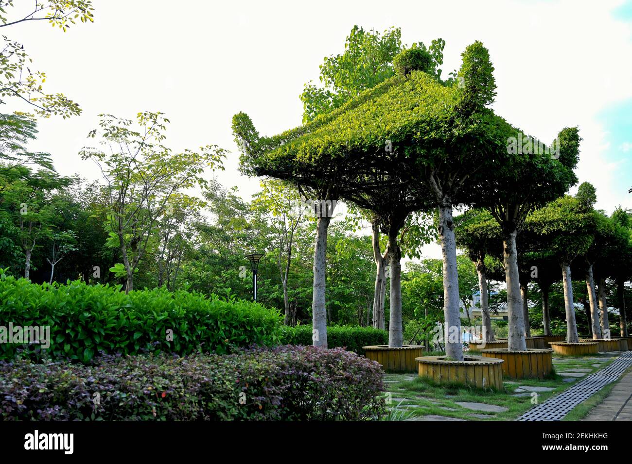 24 landscape trees in Nakao River Wetland Park are trimmed into two ...