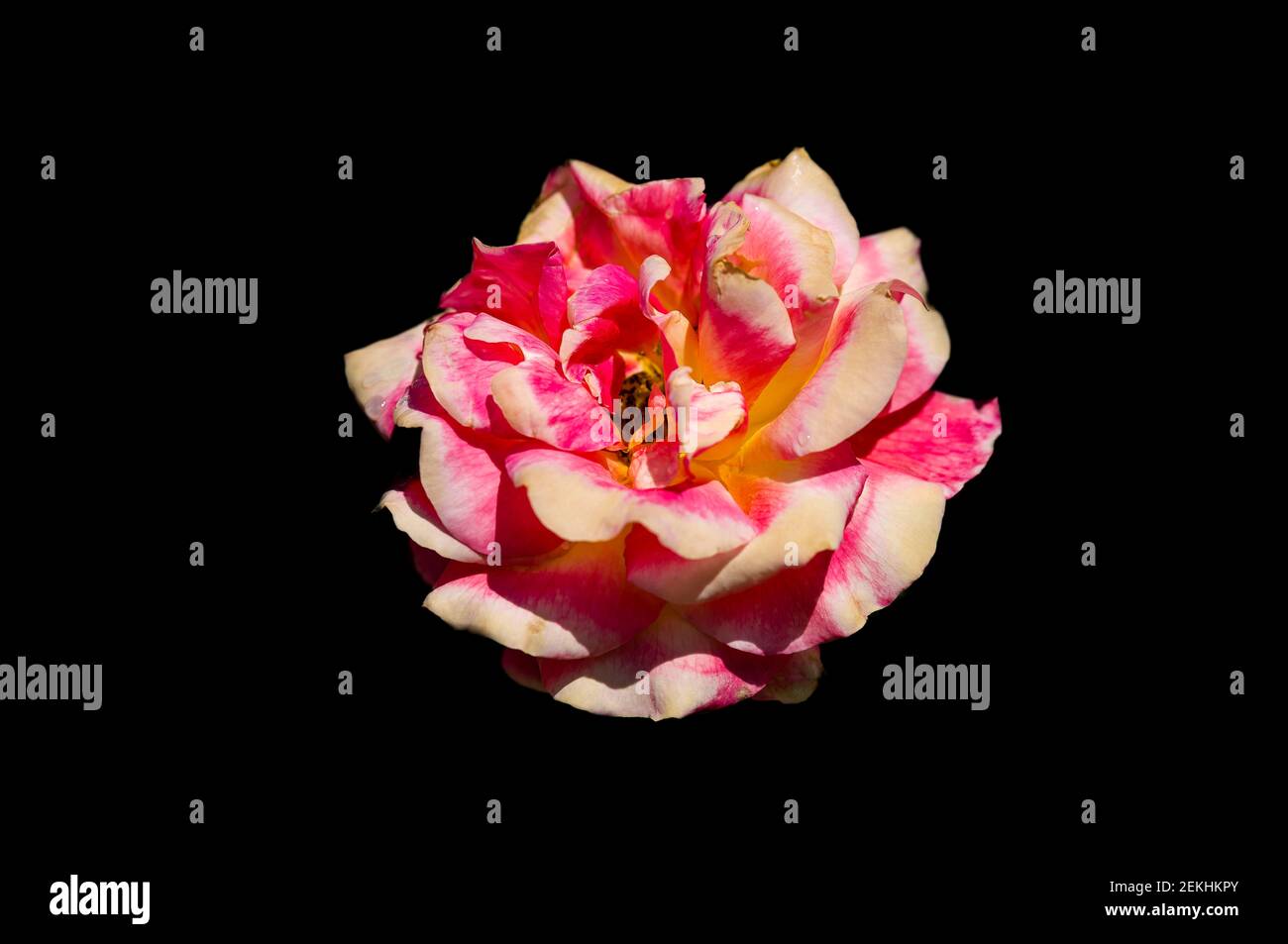Pink and yellow rose against black background Stock Photo - Alamy