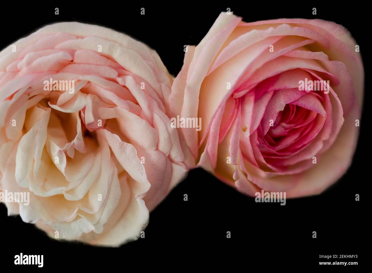 Two pink roses against black background Stock Photo - Alamy