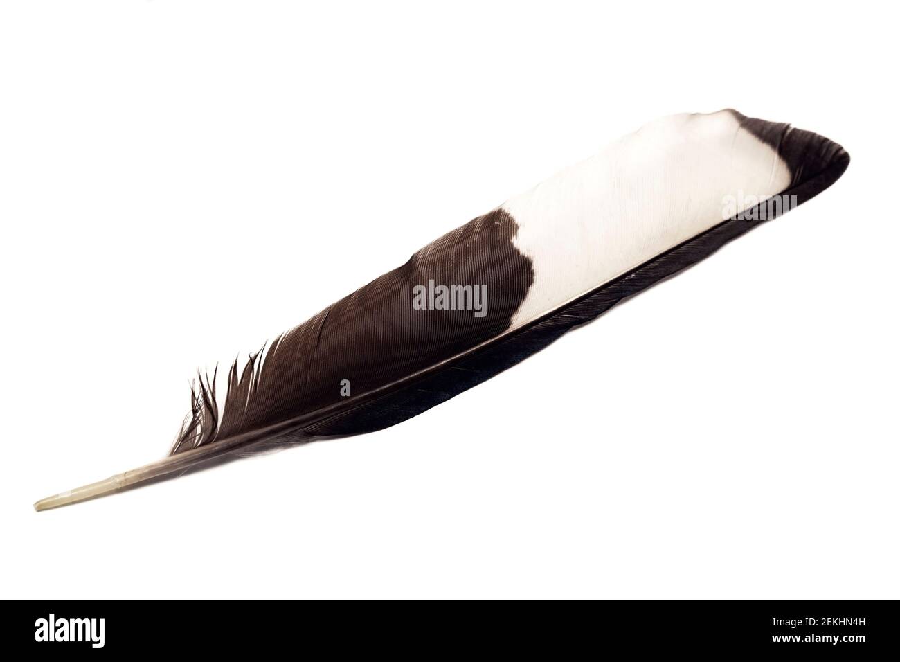 Single feather isolated on white background Stock Photo - Alamy