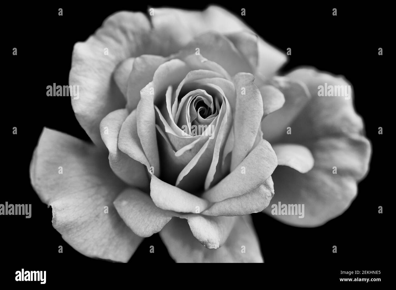 Black and white rose against black background Stock Photo - Alamy