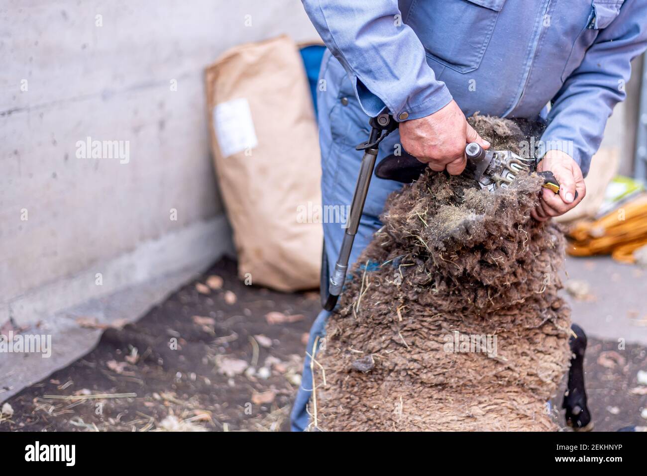 Sheep shearing for wool. Hands of man sheaving wool from sheep in barn ...