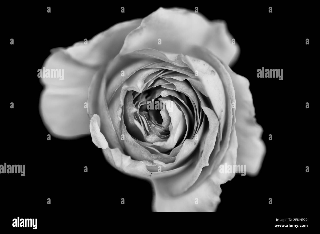 Black and white rose against black background Stock Photo - Alamy