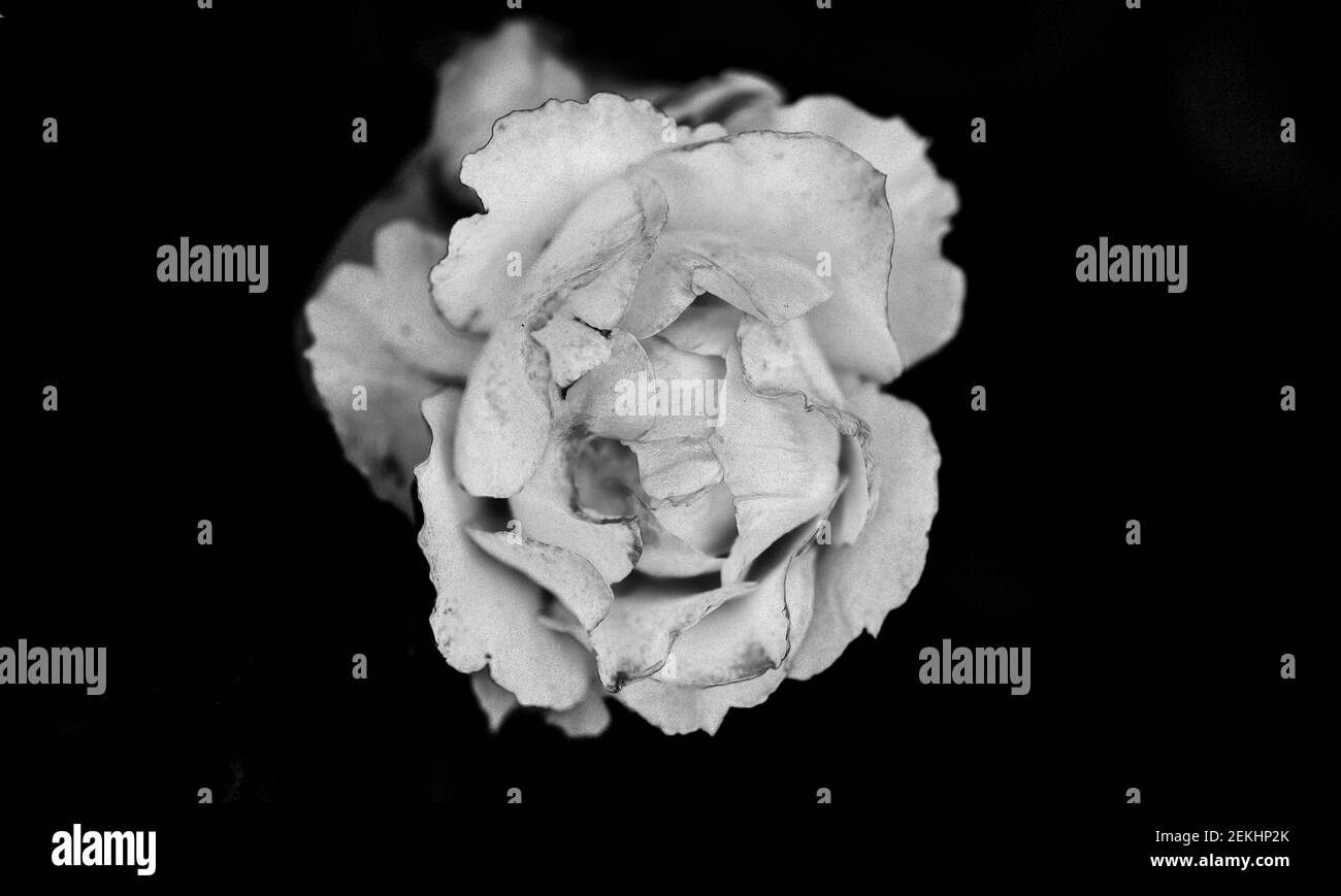 Close-up of black and white rose against black background Stock Photo ...