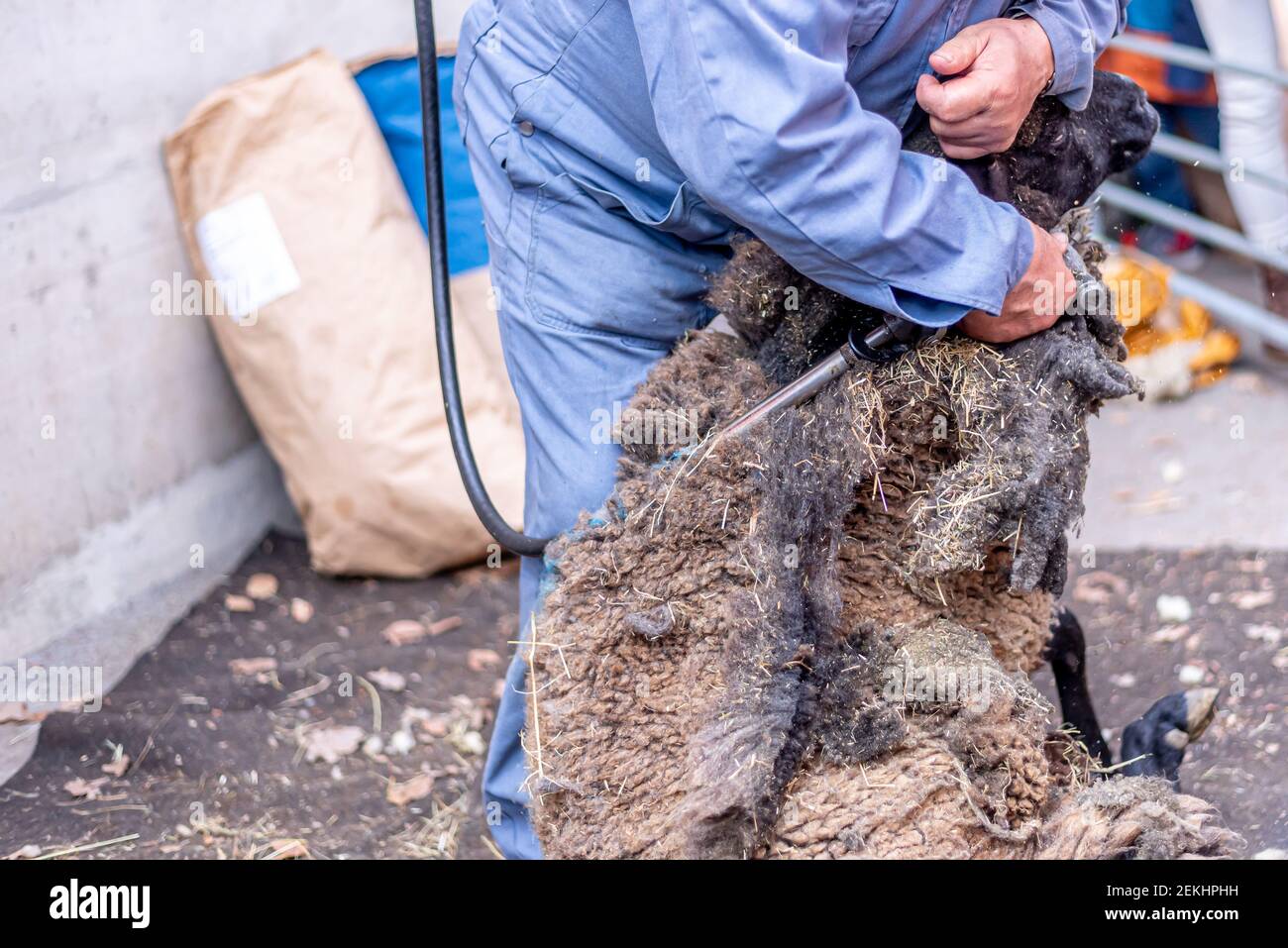 Wool from sheep hi-res stock photography and images - Alamy