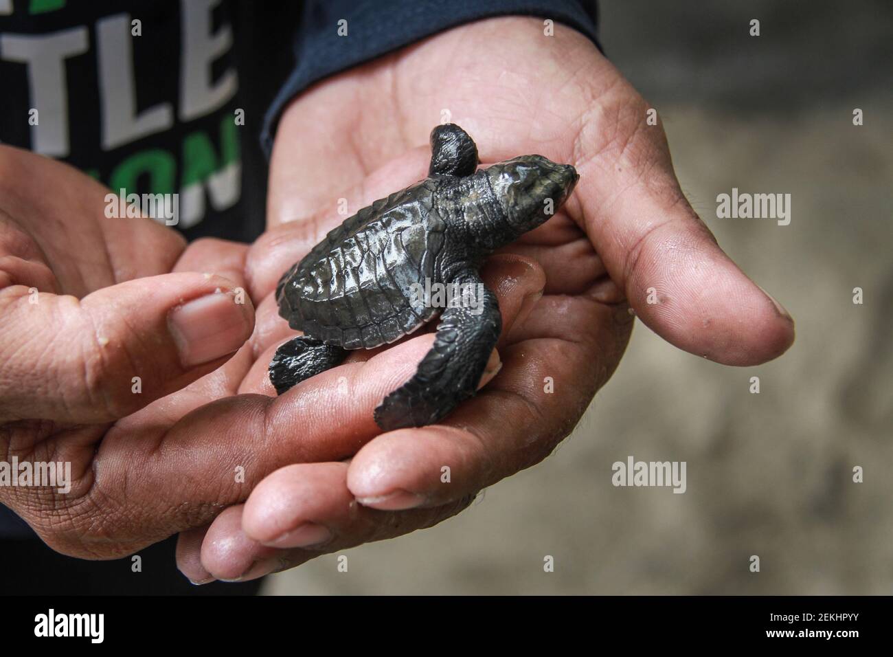 A person releasing a baby turtle (Lepidochelys olivacea) into the sea ...