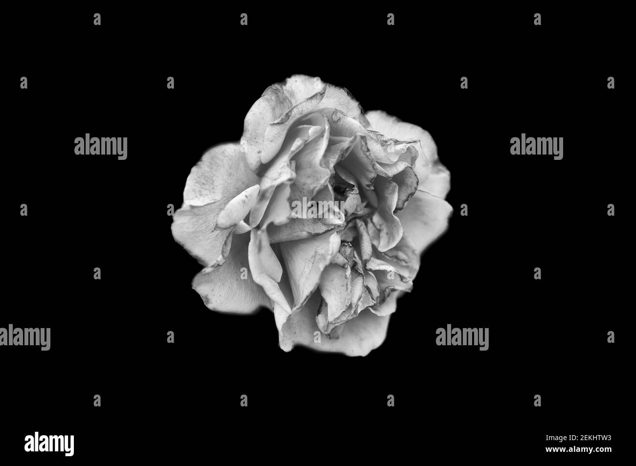 Close-up of black and white rose against black background Stock Photo ...