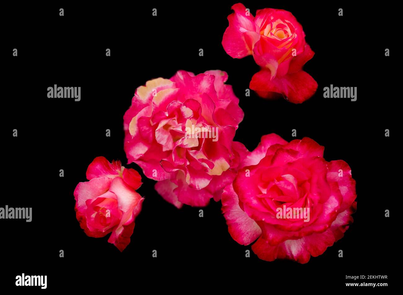 Close-up of four red roses against black background Stock Photo - Alamy