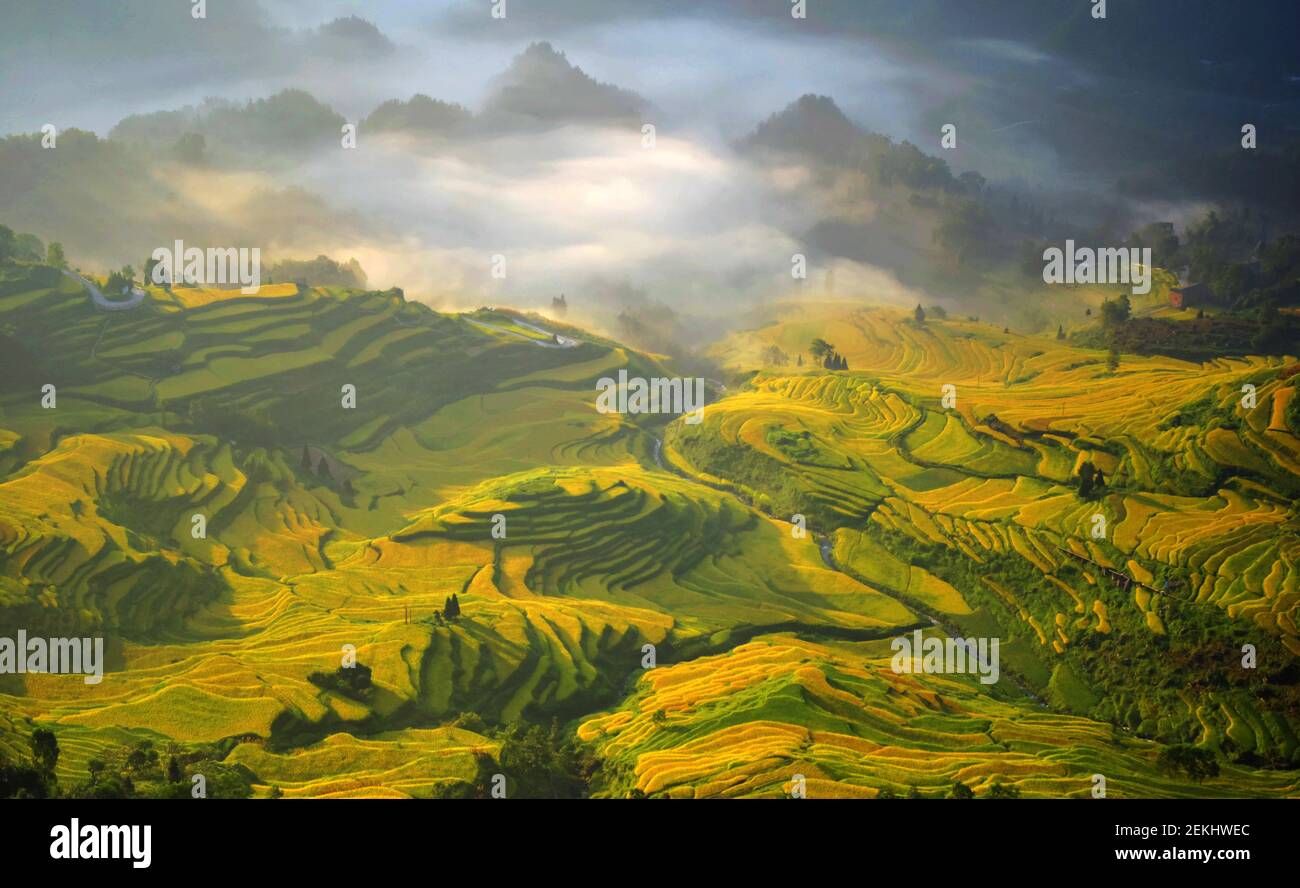 The beauty of golden terraced fields in autumn in Chongqing,China on ...