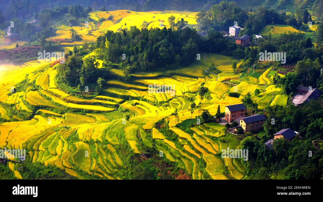 The beauty of golden terraced fields in autumn in Chongqing,China on ...