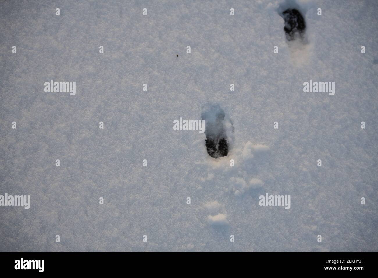 White footprints on asphalt hi-res stock photography and images - Alamy