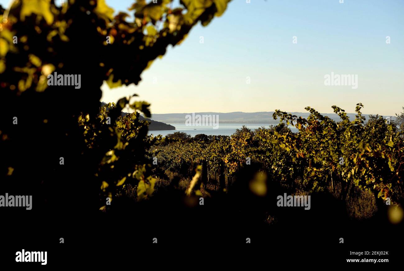 A view of vineyards during the Huszár family winery grape harvest, in ...