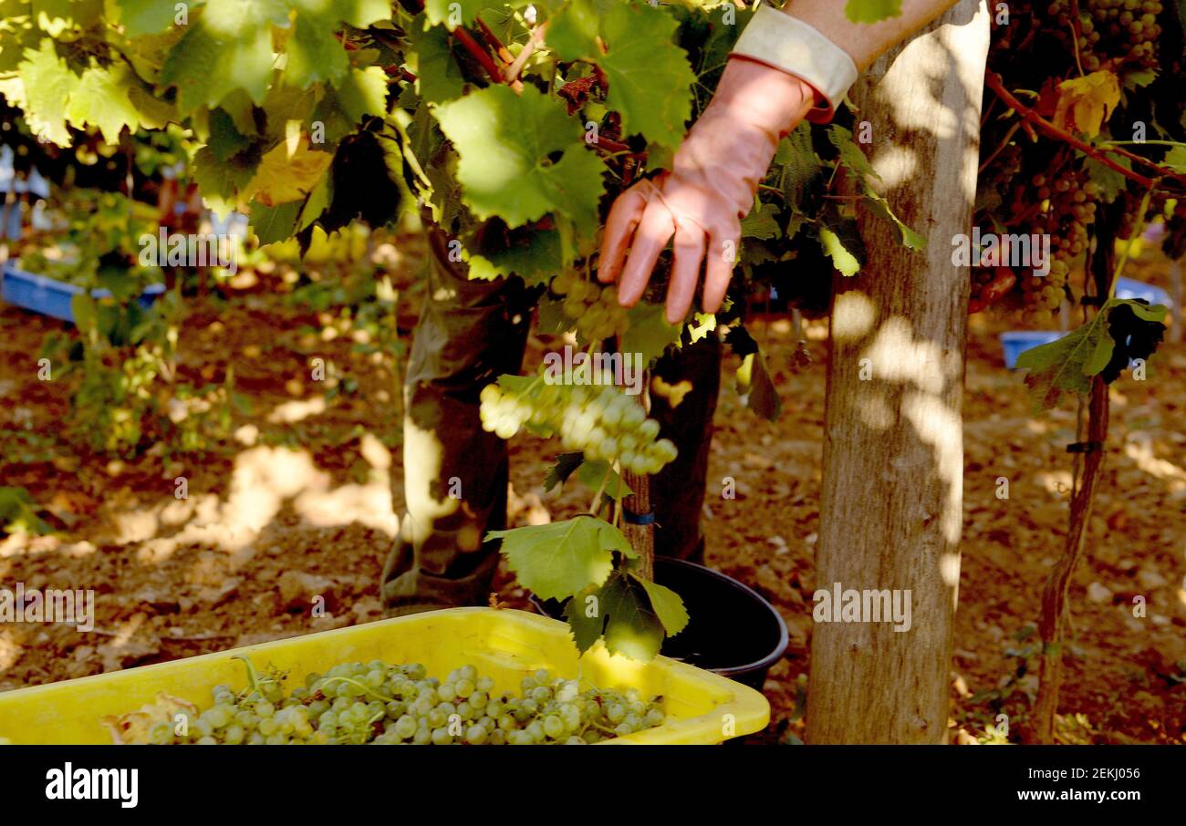 The Huszár family winery grape harvest, in the rolling hills of ...