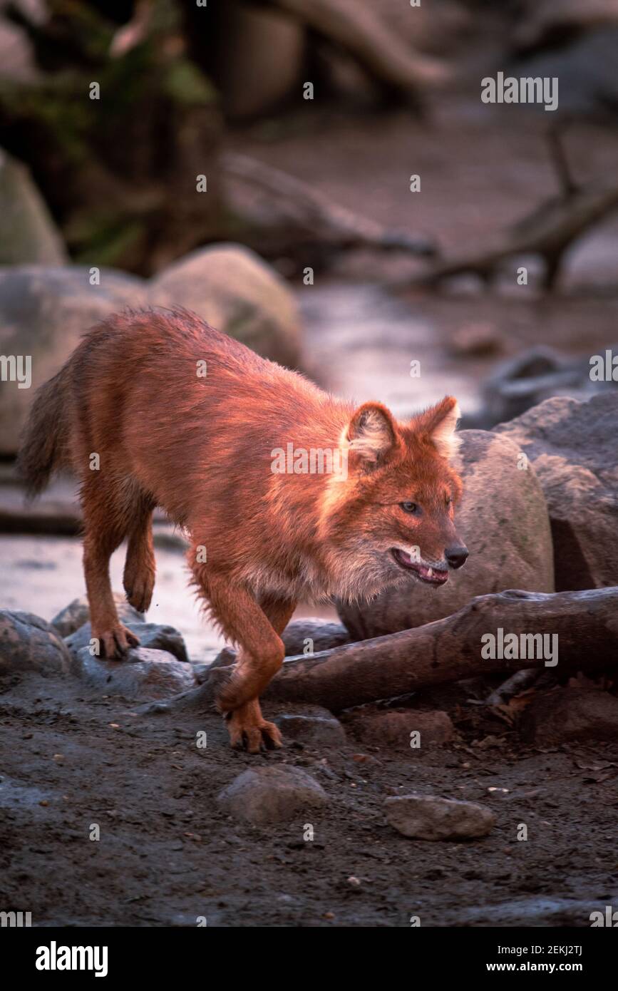 Animala red dog runs through the forest over a stream hi-res stock ...