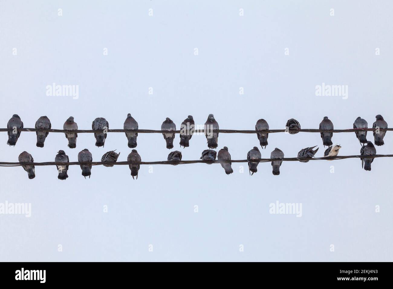 Two rows birds resting hi-res stock photography and images - Alamy