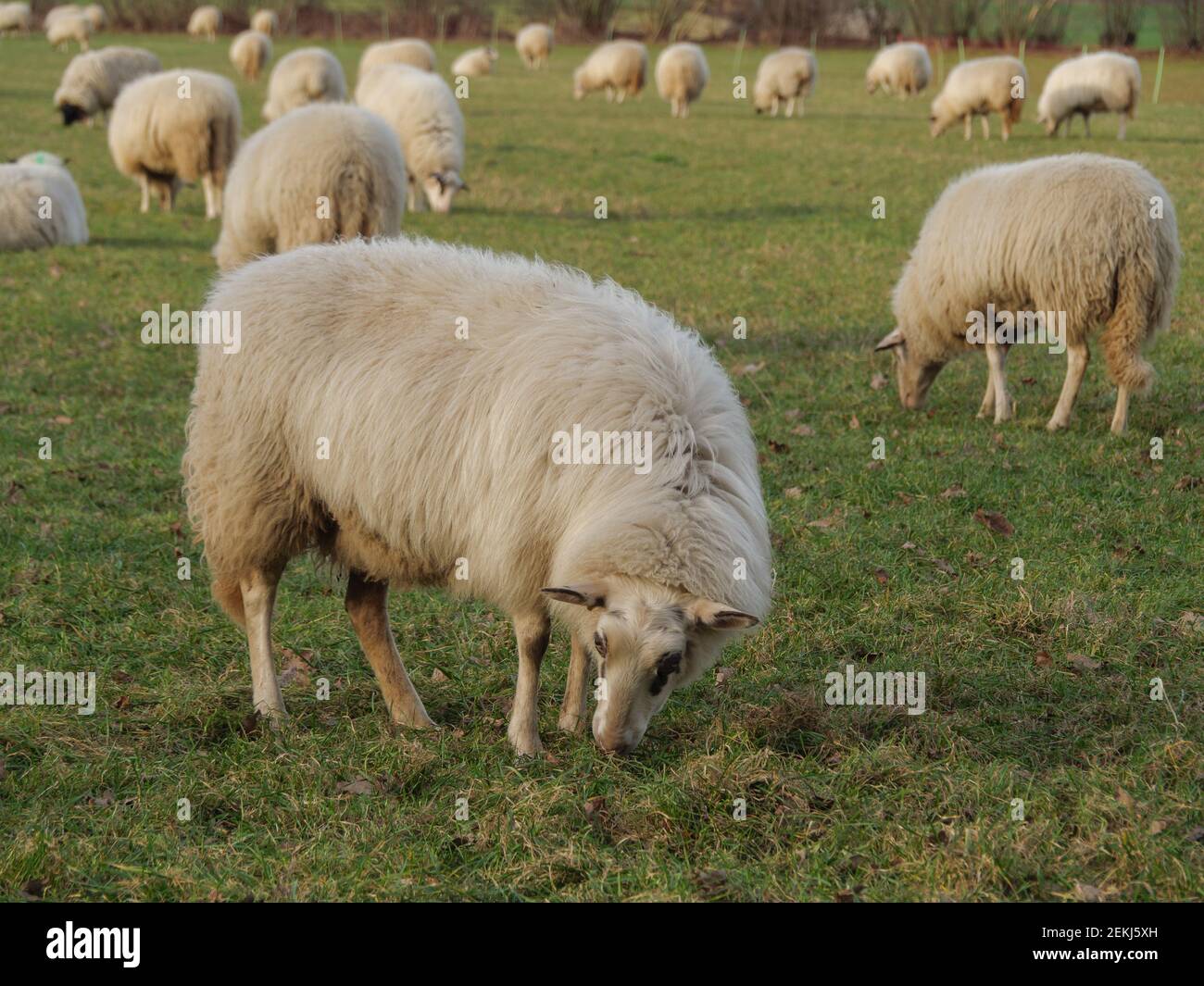 sheeps in the german muensterland Stock Photo - Alamy