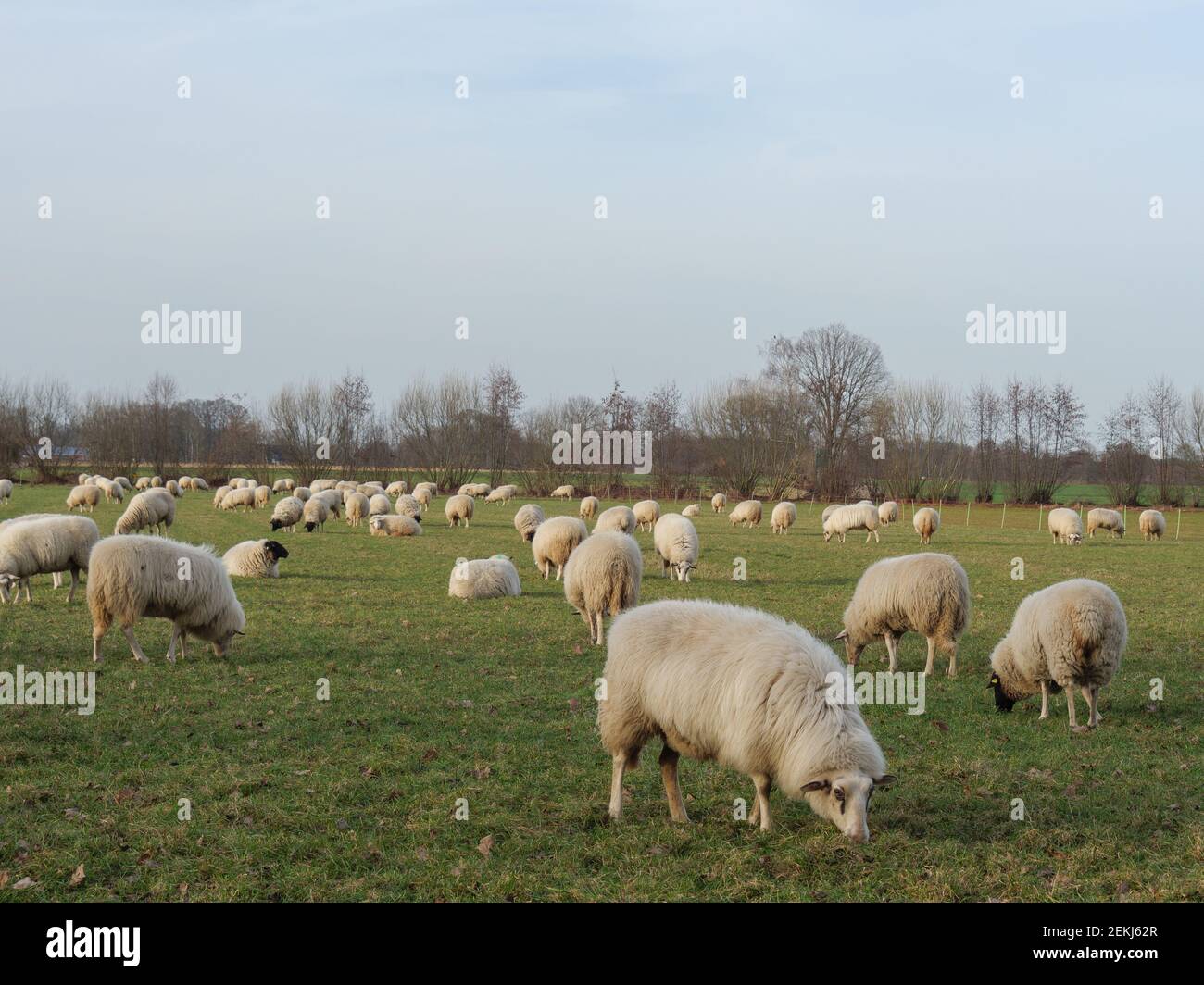 sheeps in the german muensterland Stock Photo - Alamy