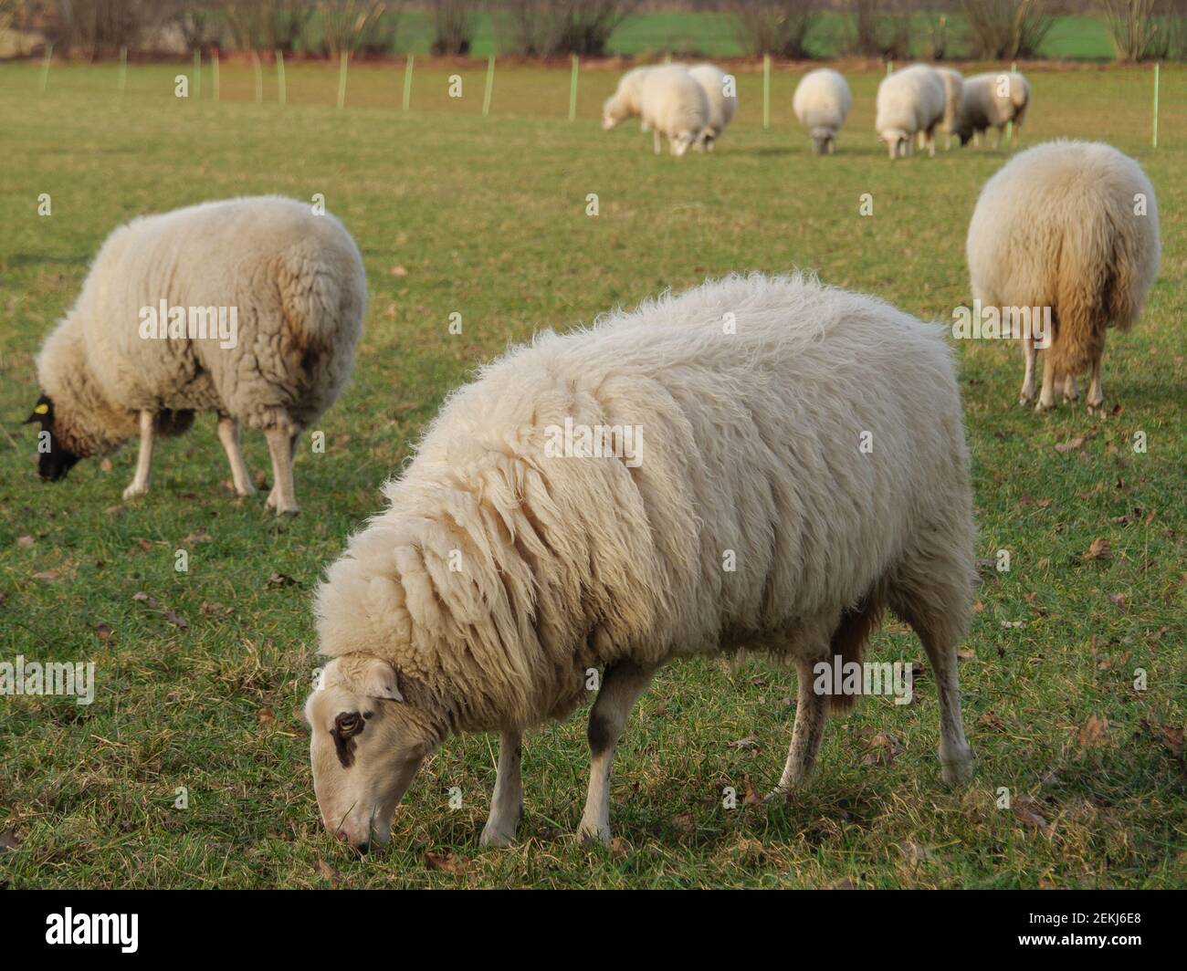 sheeps in the german muensterland Stock Photo - Alamy