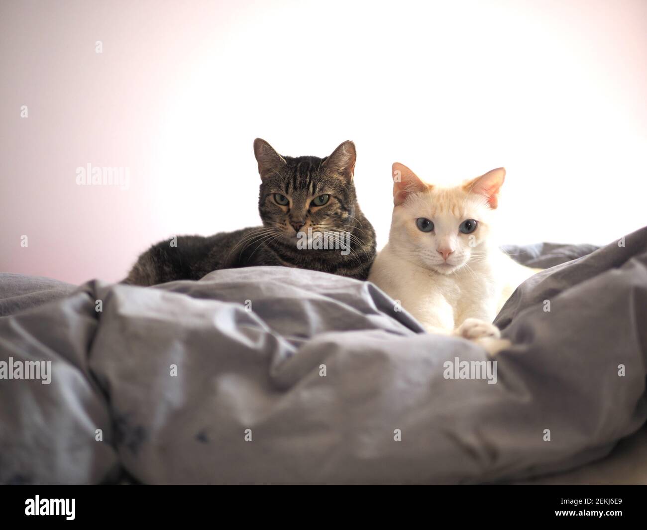 Mintie the tabby and Mitzie the Flamepoint Siamese Stock Photo - Alamy