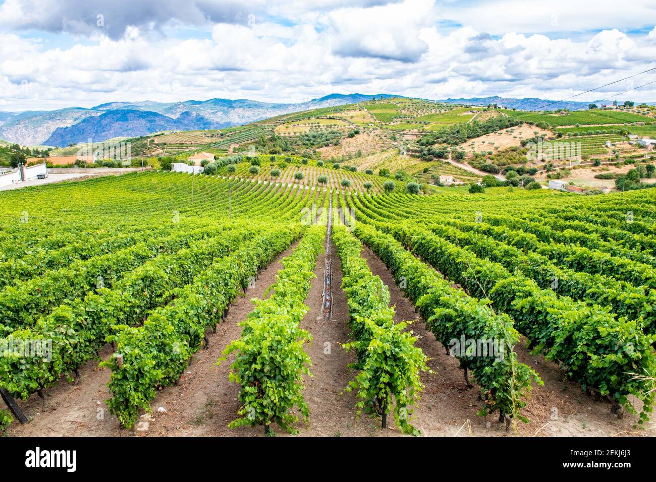 Vineyard region Alto Douro in the valley of the Rio Pinhao, Portugal ...