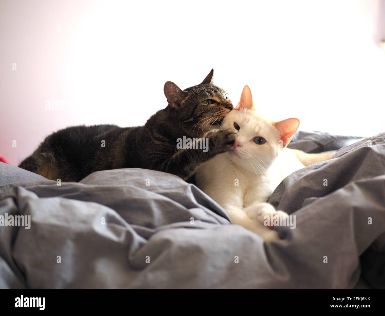 Mintie the tabby and Mitzie the Flamepoint Siamese Stock Photo - Alamy
