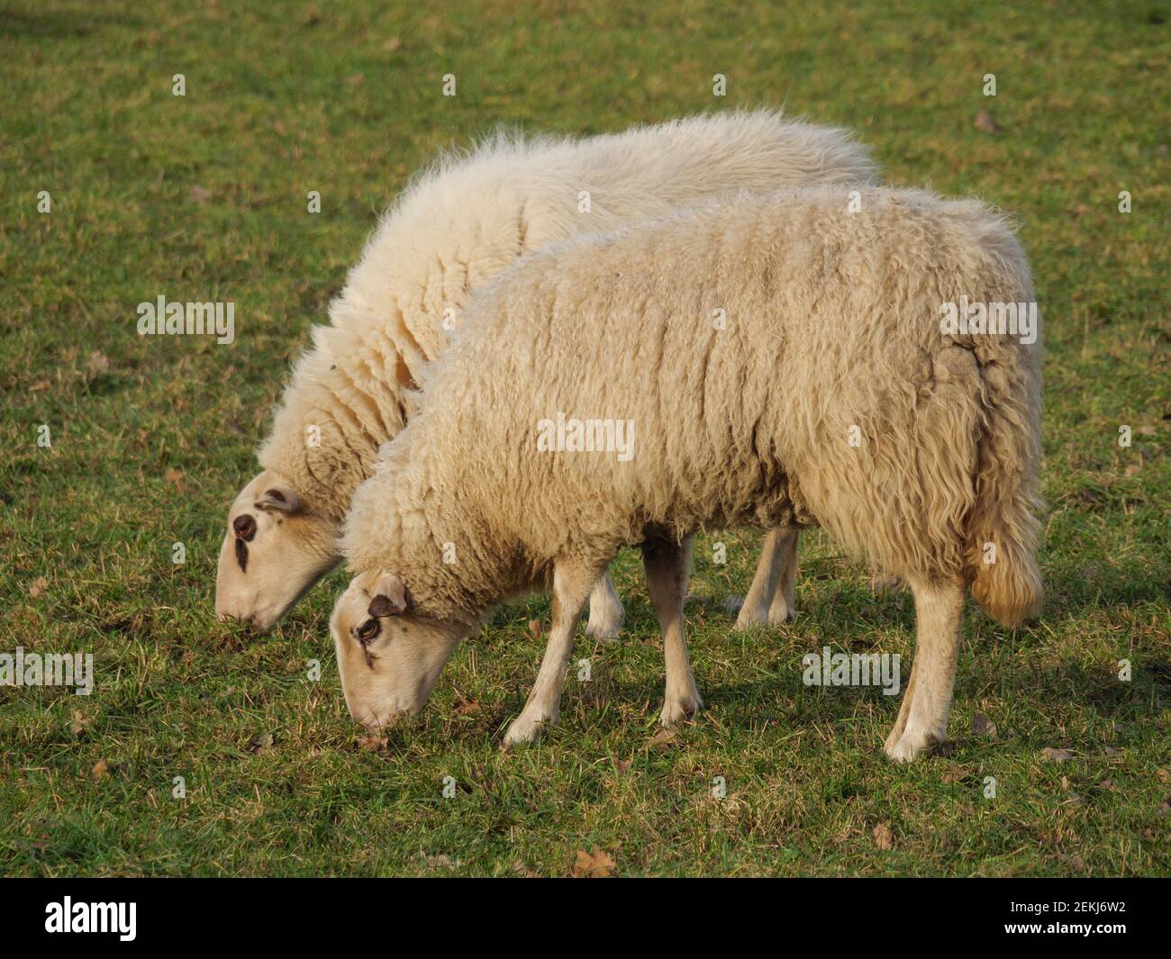 sheeps in the german muensterland Stock Photo - Alamy
