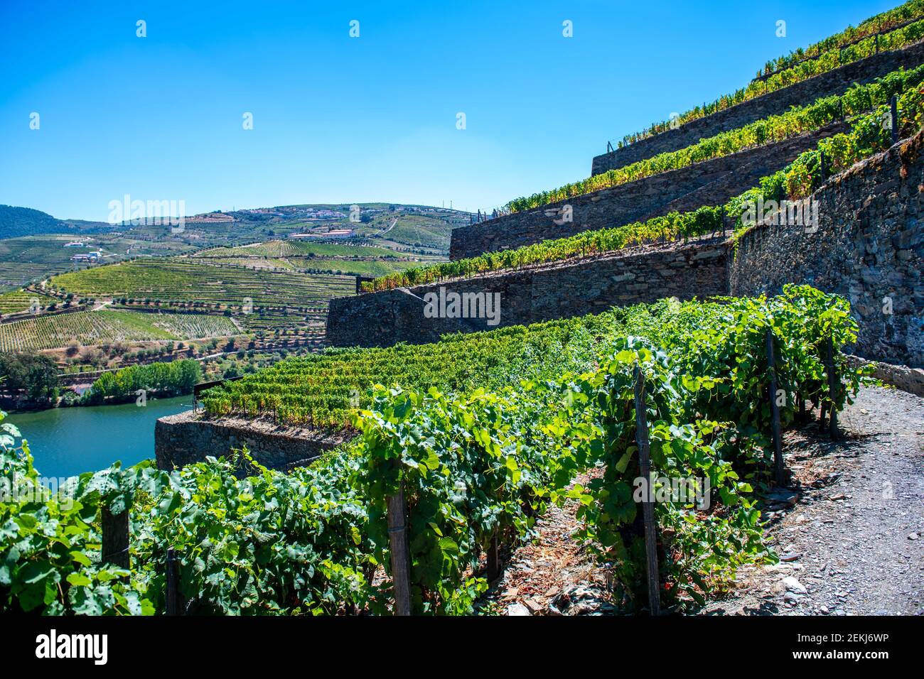 Vineyards of Quinta de la Rosa, where they make their own Port and ...
