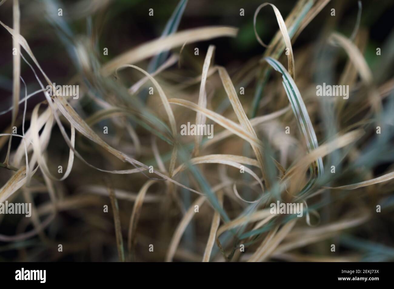 Real grass silhouette hi-res stock photography and images - Alamy