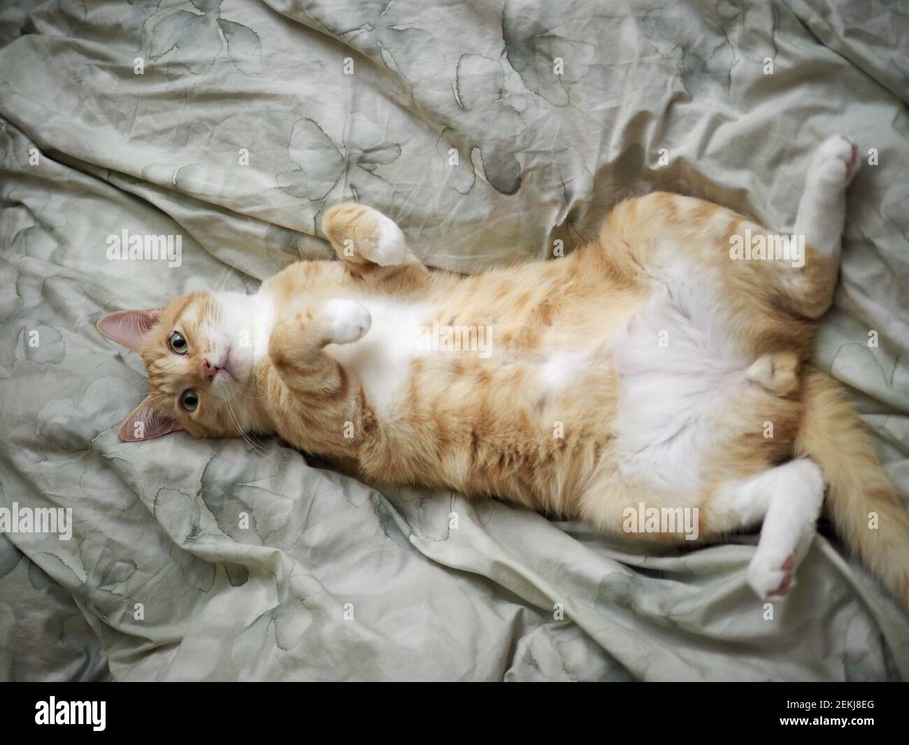 Orange tabby cat sunbathing in hi-res stock photography and images - Alamy