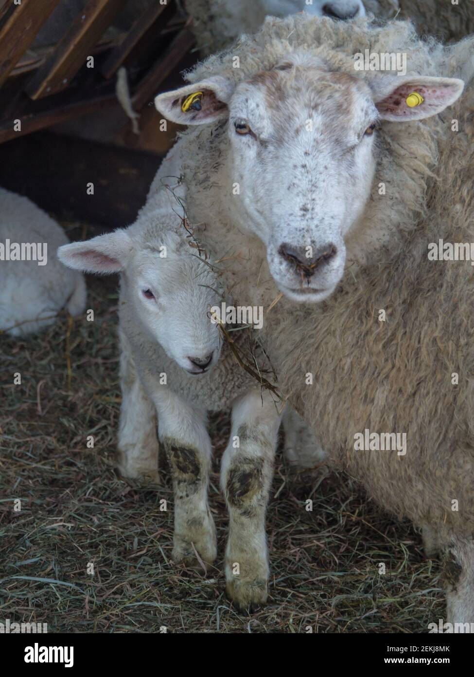 sheeps in the german muensterland Stock Photo - Alamy