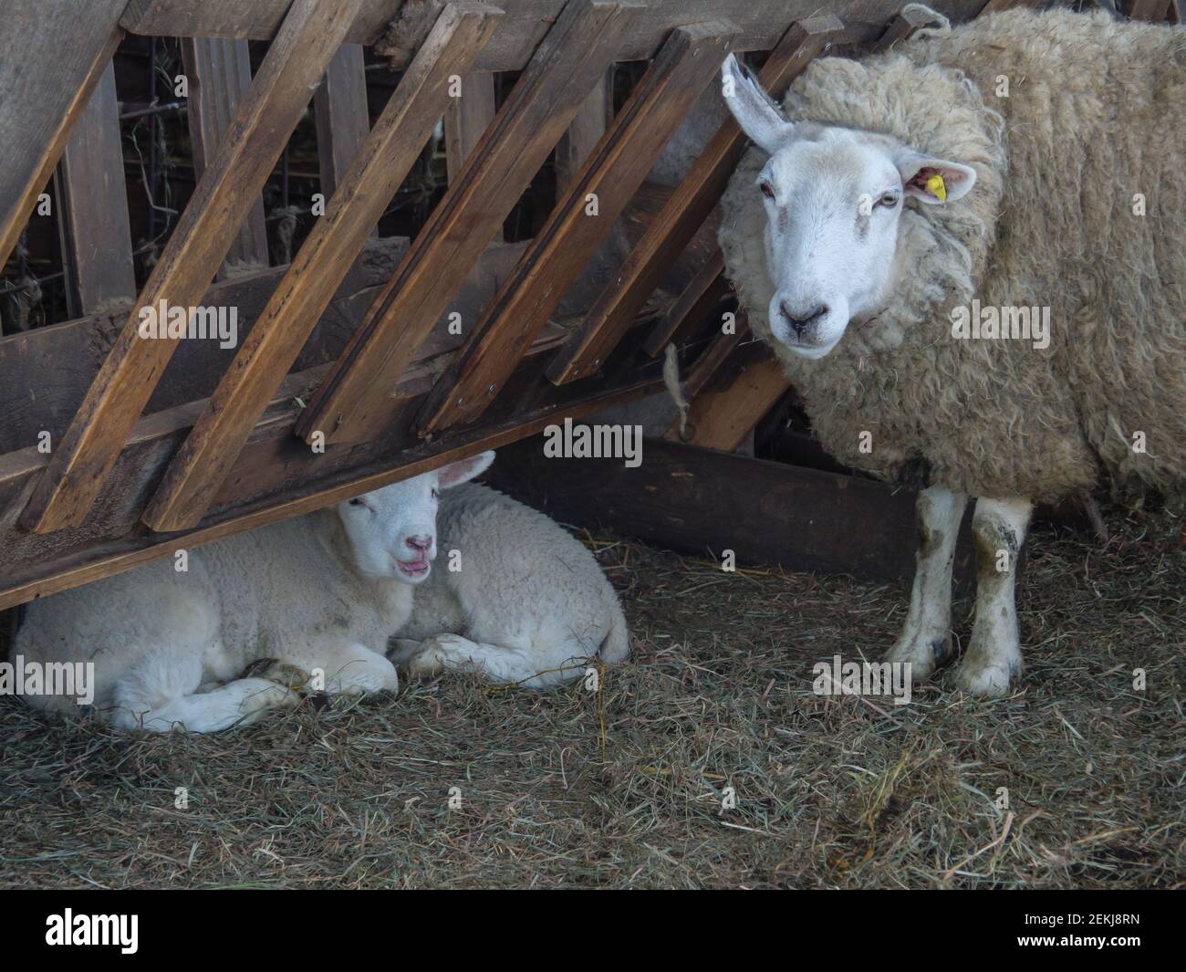 sheeps in the german muensterland Stock Photo - Alamy