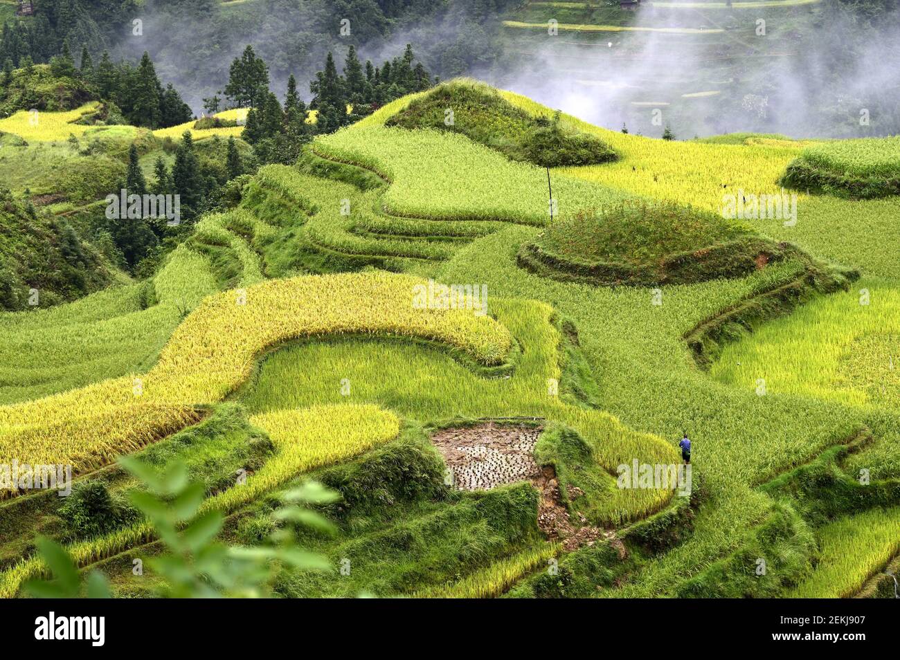 ANLONG, CHINA - SEPTEMBER 11, 2020 - The terraces of Jiapang are ...