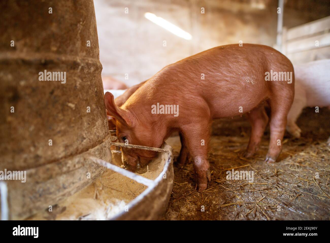 Pig at pigsty. Pig farm. Group of pigs at animal farm. Feeding pigs ...