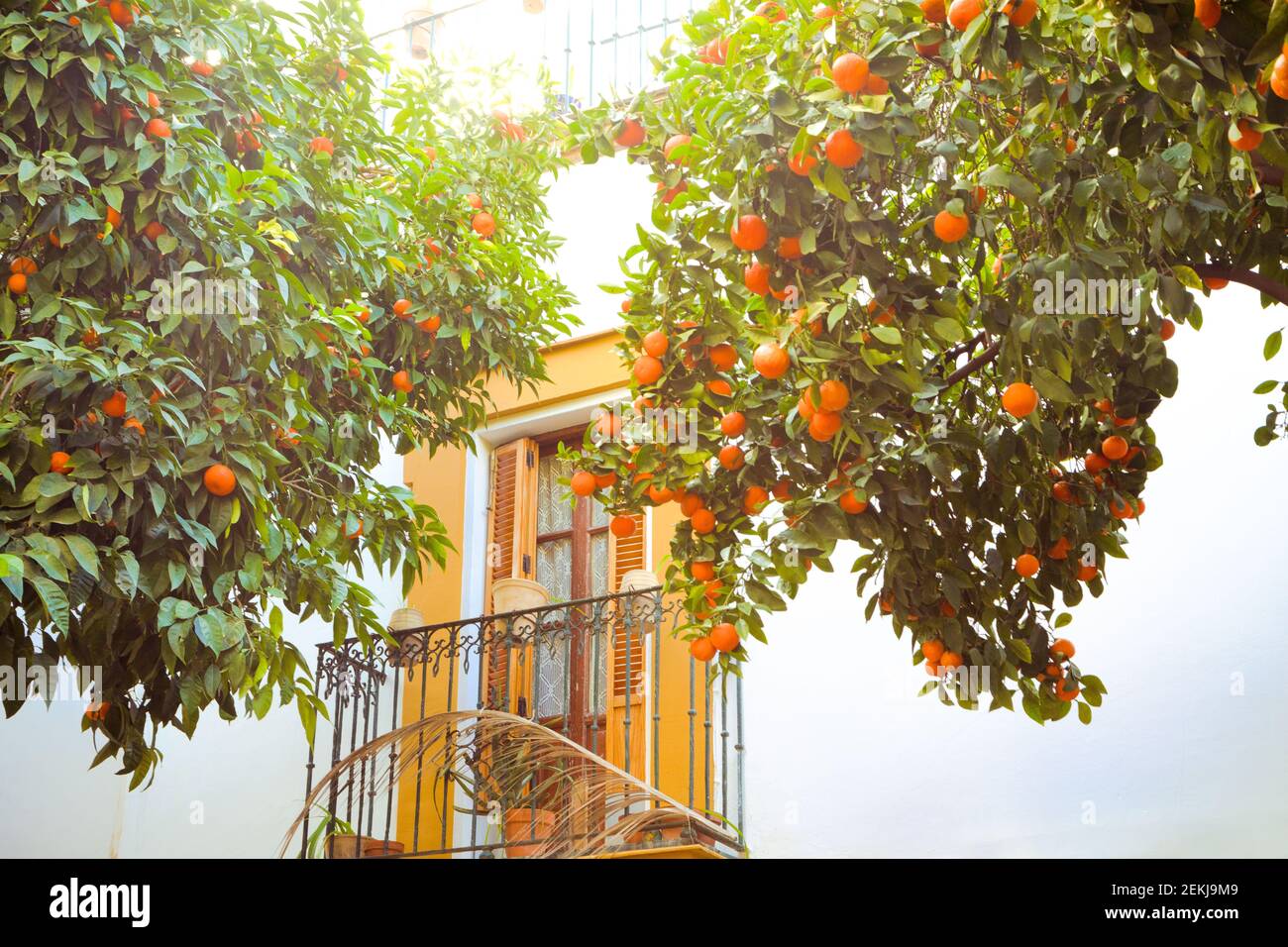 Window with Balcony and railing, partially hidden by orange trees Stock ...