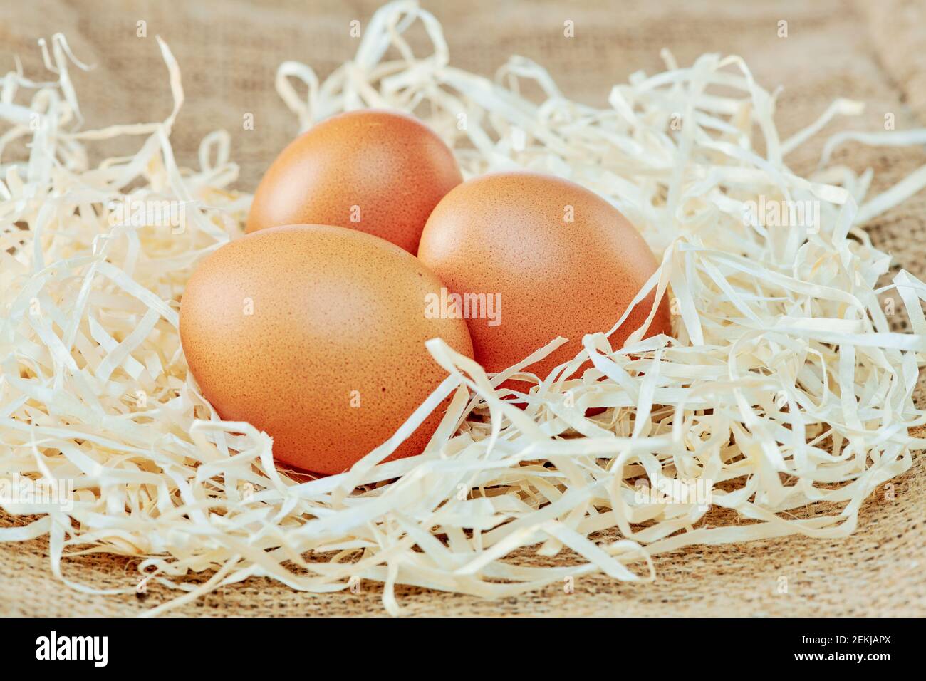 chicken egg shot close-up in the studio Stock Photo - Alamy