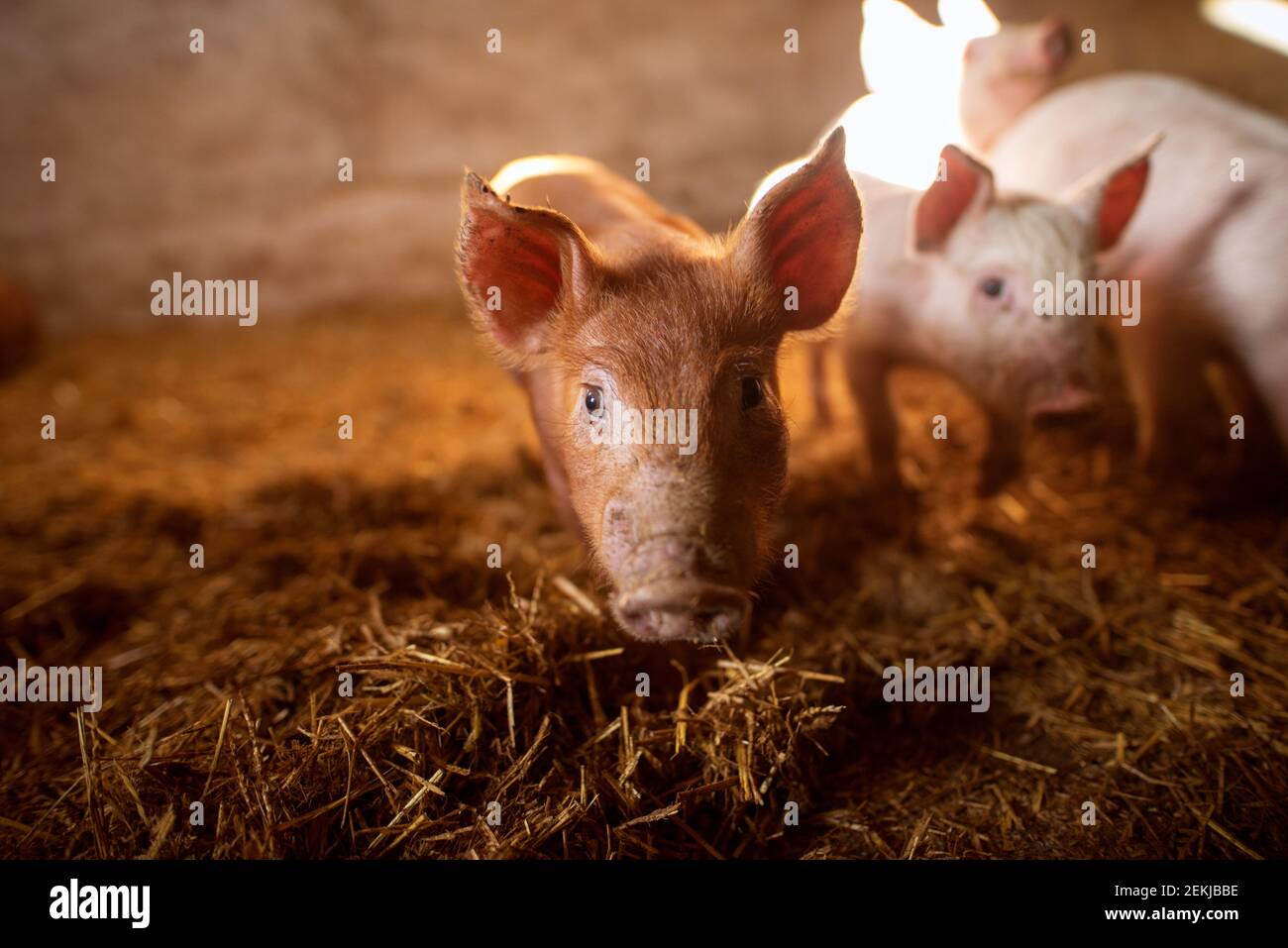 Shallow depth of field pig portrait at pigsty. Pig farm. Group of pigs ...