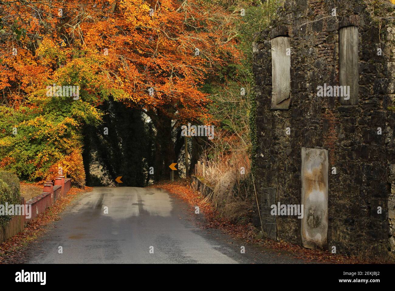 Autumn trees ireland hi-res stock photography and images - Alamy