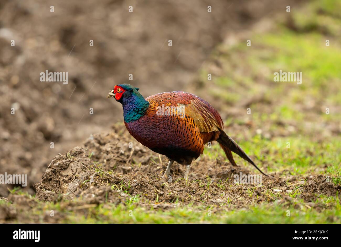 Ring necked Pheasant foraging in winter. Scientific name: Phasianus Colchicus. Male or cock ...
