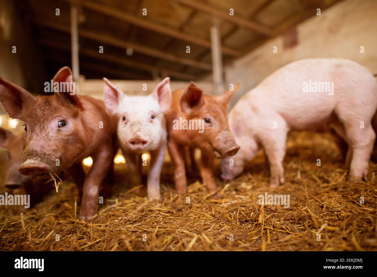 Shallow depth of field pig portrait at pigsty. Pig farm. Group of pigs at animal farm Stock ...