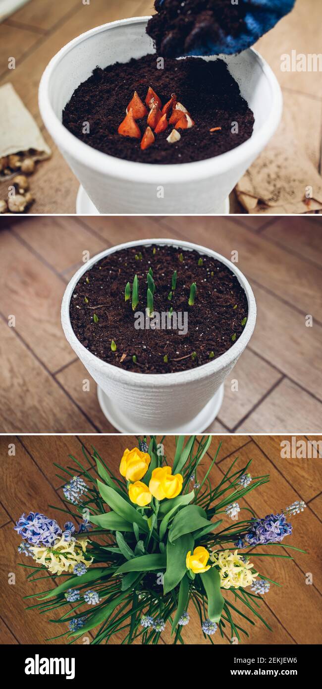Spring bulbs flowers three stages of planting, blooming and growing in ...