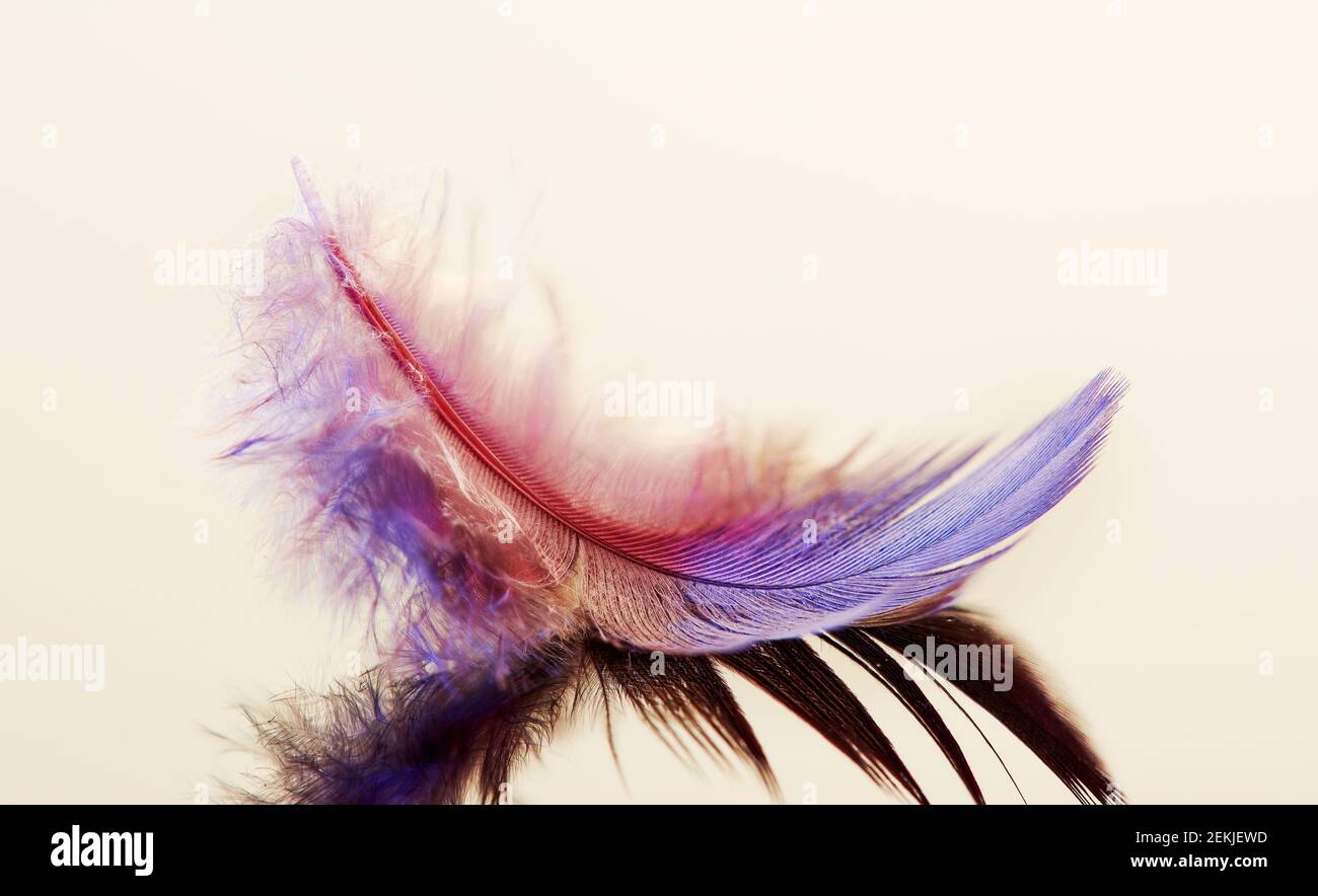 bird feather design dream light reflection multicolor Stock Photo - Alamy