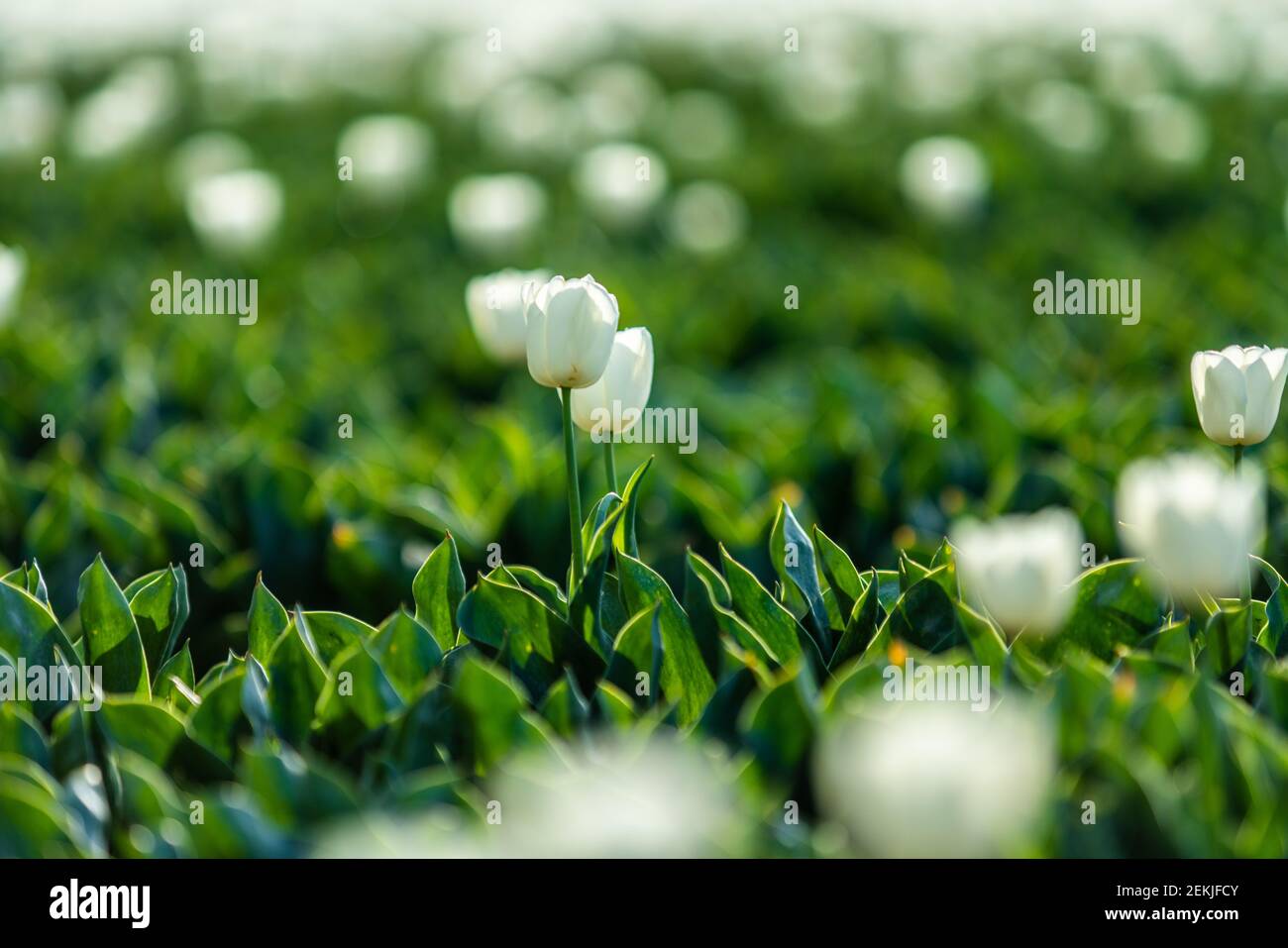 Tulip bulb production hi-res stock photography and images - Alamy