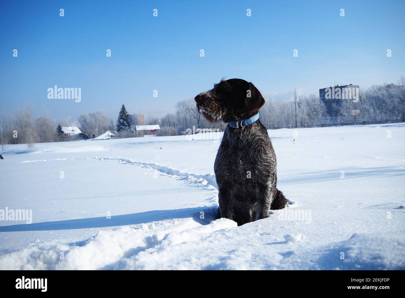 Hunting dog in winter in the field, winter hunting Stock Photo - Alamy
