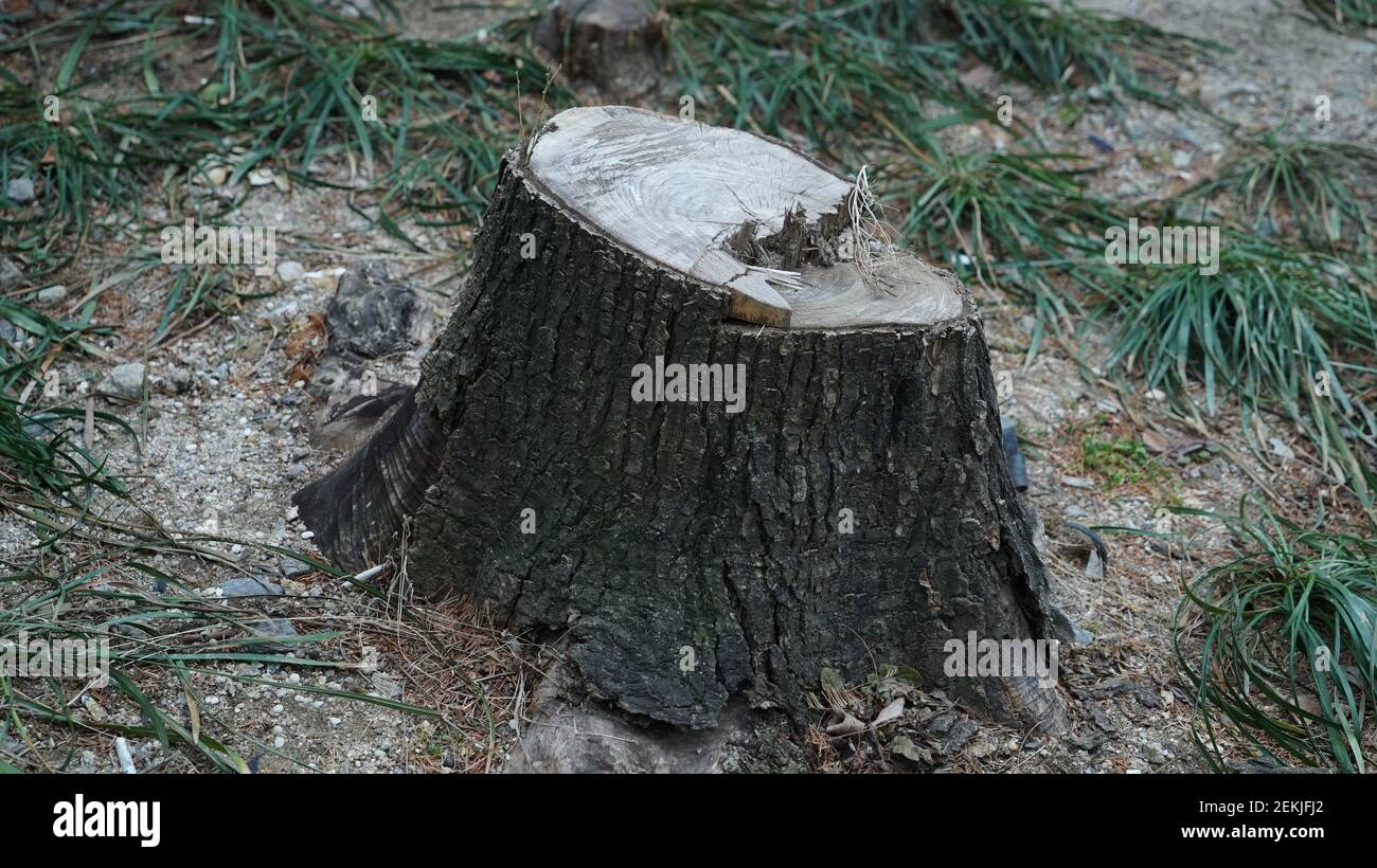 Cut Tree Stump in a Winter Forest Field Stock Photo - Alamy