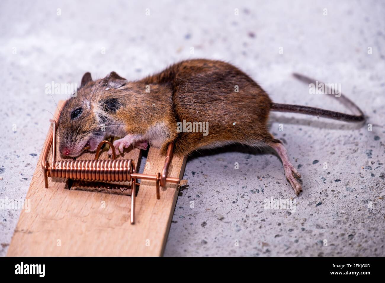 Mouse trapped in Mouse trap in the shed Stock Photo - Alamy